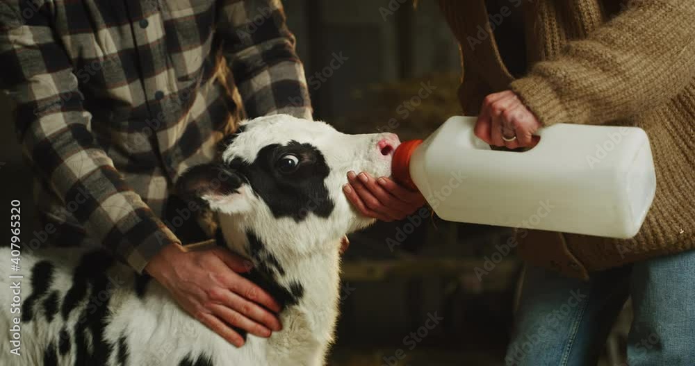 Cinematic shot of young happy farmers are feeding from the bottle with ...