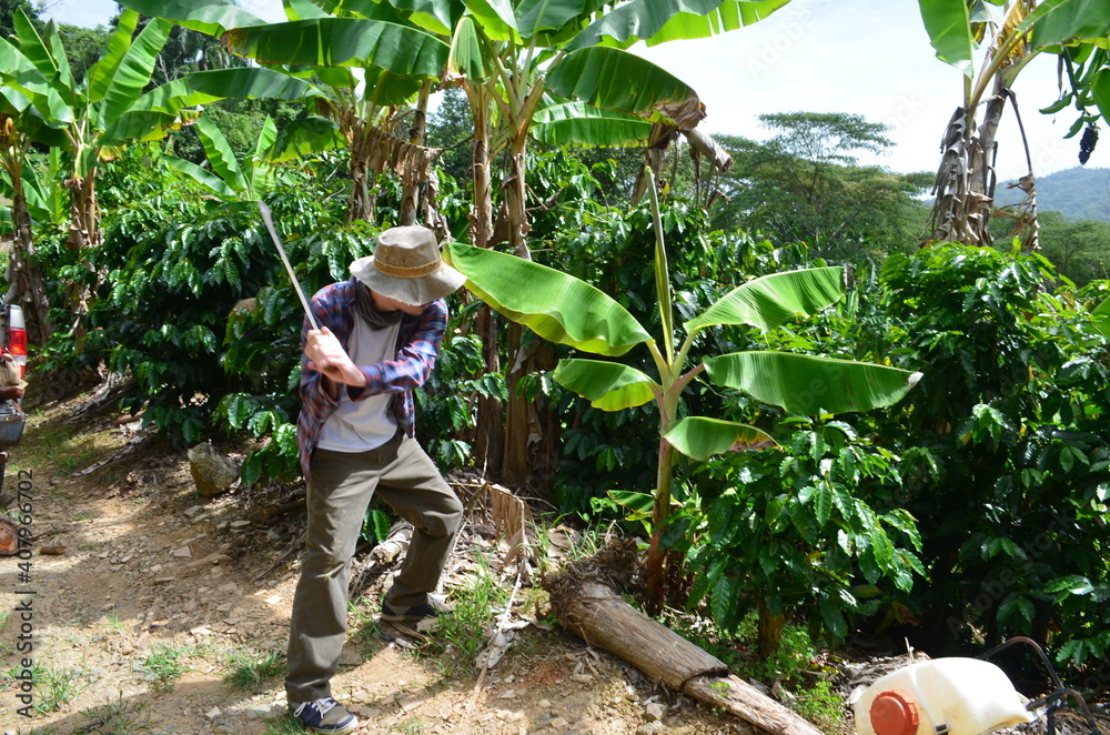 Young male farmer using machete on farm in Puerto Rico. Attractive male ...