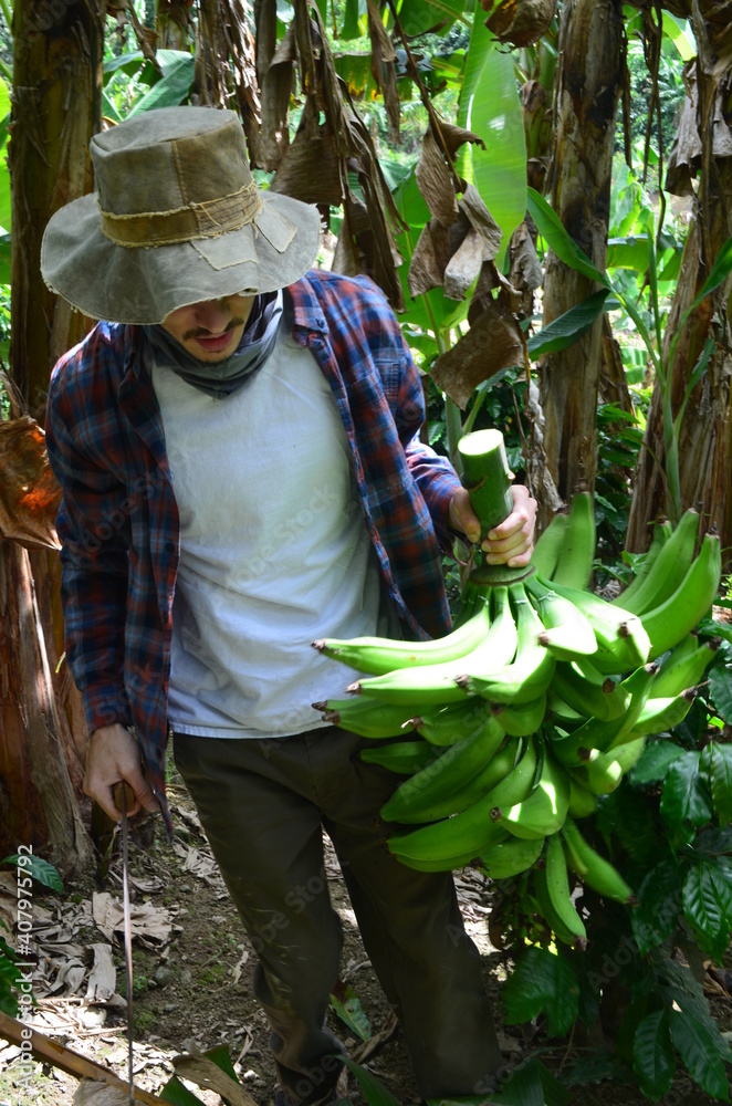 Male farmer selling fresh plantains. Young male farmer with green ...