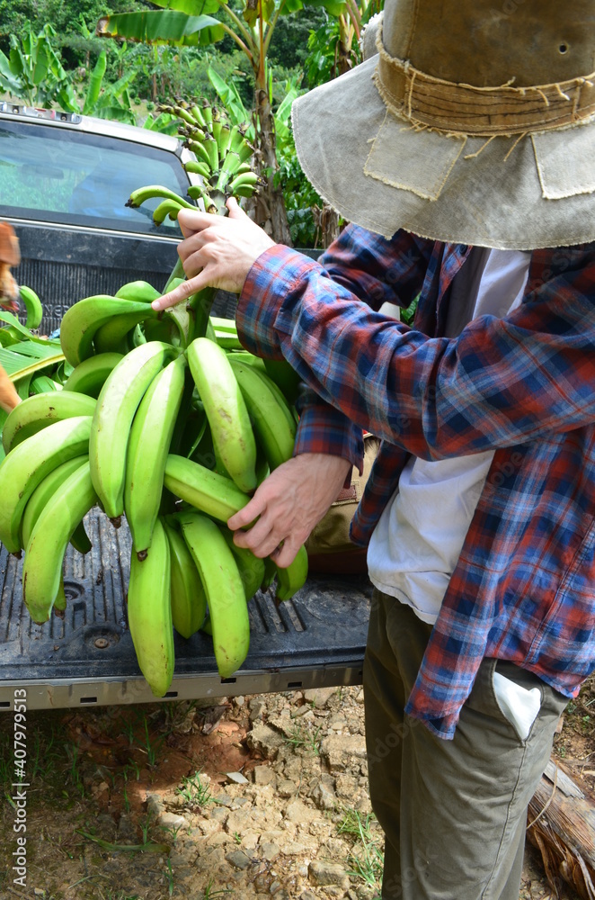 Male farmer selling fresh plantains. Young male farmer with green ...