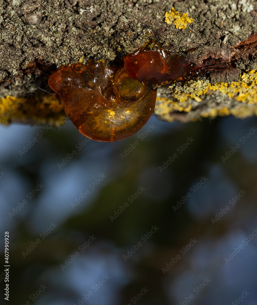 Formation of resin from the juice of a cherry tree.The tree was ...