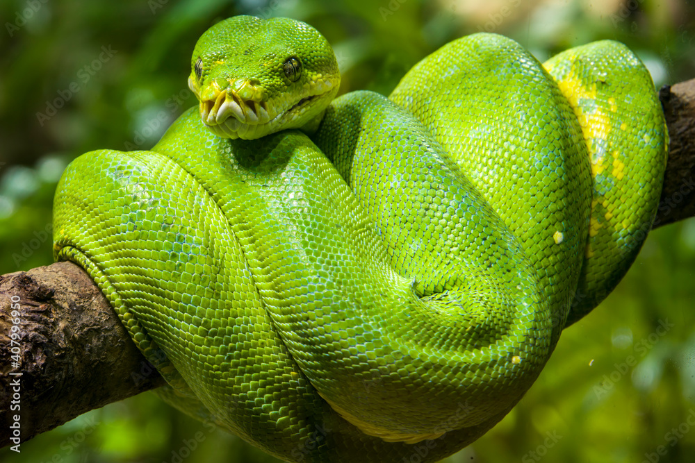 The green tree python (Morelia viridis) is a species of snake in the ...