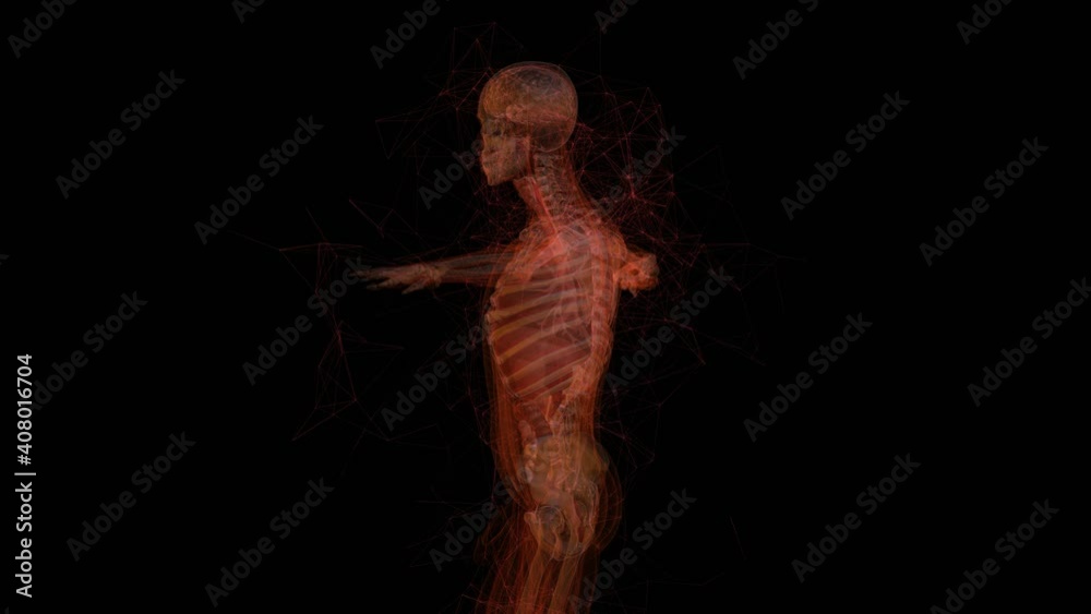 Human anatomy. X-ray scanning of the human skeleton and Digestive ...