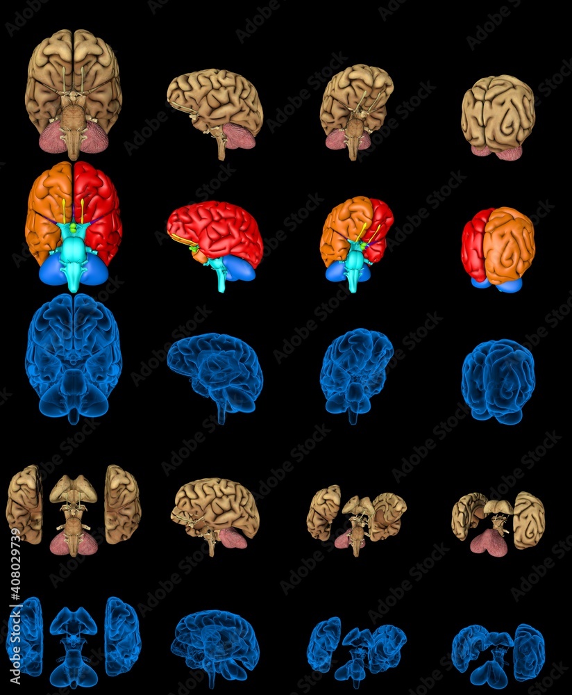 Set of isolated brain renders - whole and split with rontgen style ...