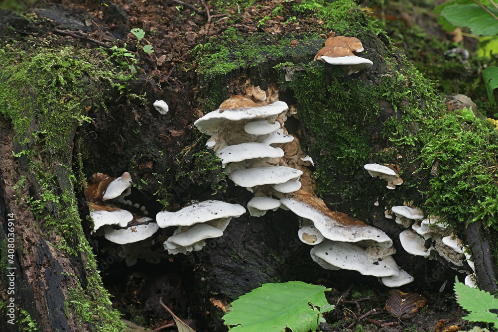 Bjerkandera fumosa, known also as Polyporus fumosus and Leptoporus ...