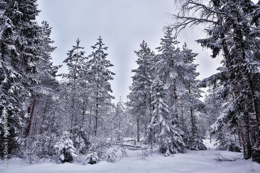 travel to canada winter forest landscape, seasonal view, panorama in ...