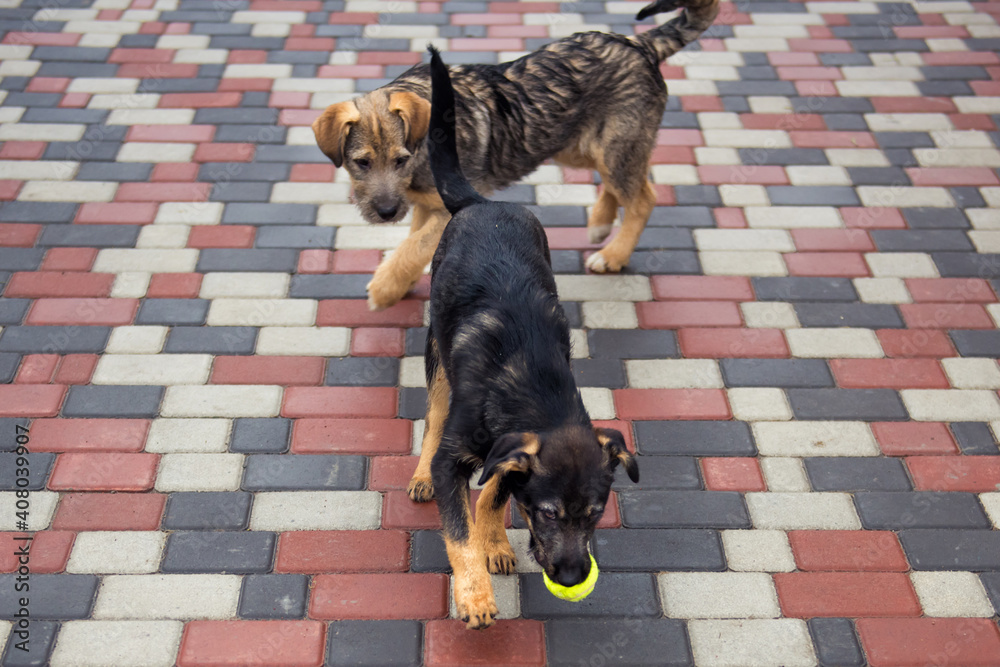 Little homeless playful puppys play with green ball in animal shelter ...