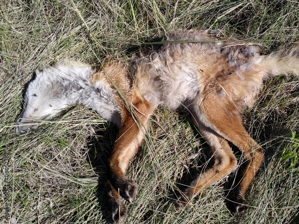 The body of a dead fox. The dead animal decomposes on the grass. Stock ...