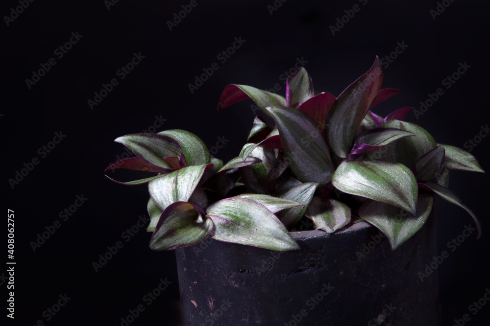 Wandering Jew (Tradescantia zebrina) popular houseplant in the ...