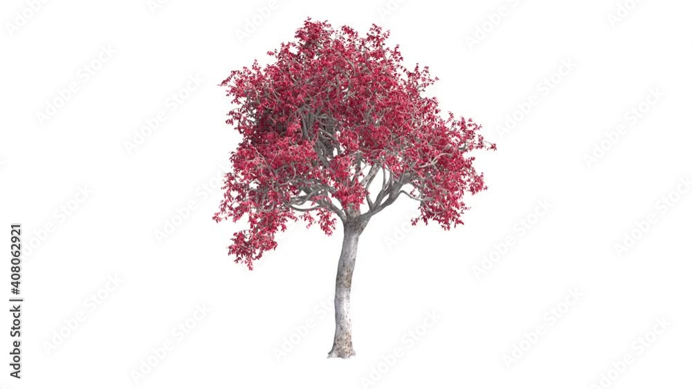 Stockvideo Growing tree on white background (with alpha matte, cg ...