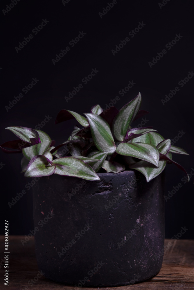 Wandering Jew (Tradescantia zebrina) popular houseplant in the ...