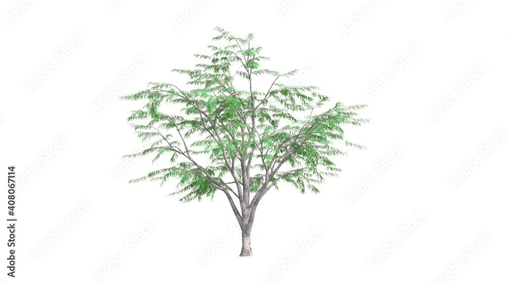 Growing tree on white background (with alpha matte, cg animation).3d ...
