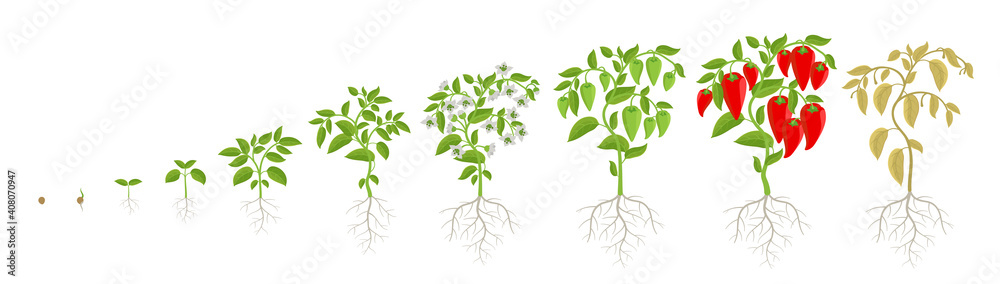 Growth stages of bell pepper plant. Capsicum annuum. Ripening period ...