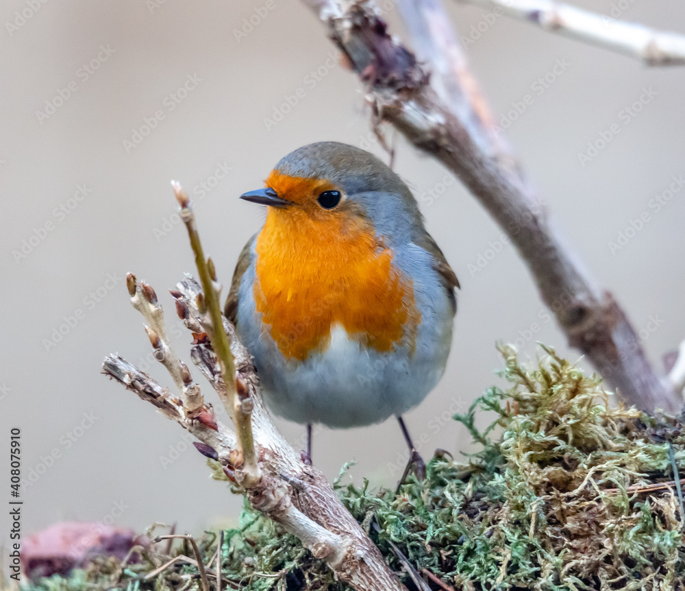 robin on a branch Stock Photo | Adobe Stock