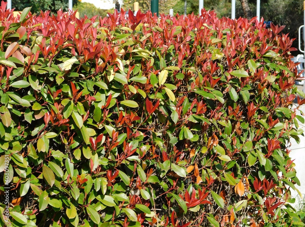 A photinia fraseri red robin hedge with red and green leaves, in Attica ...