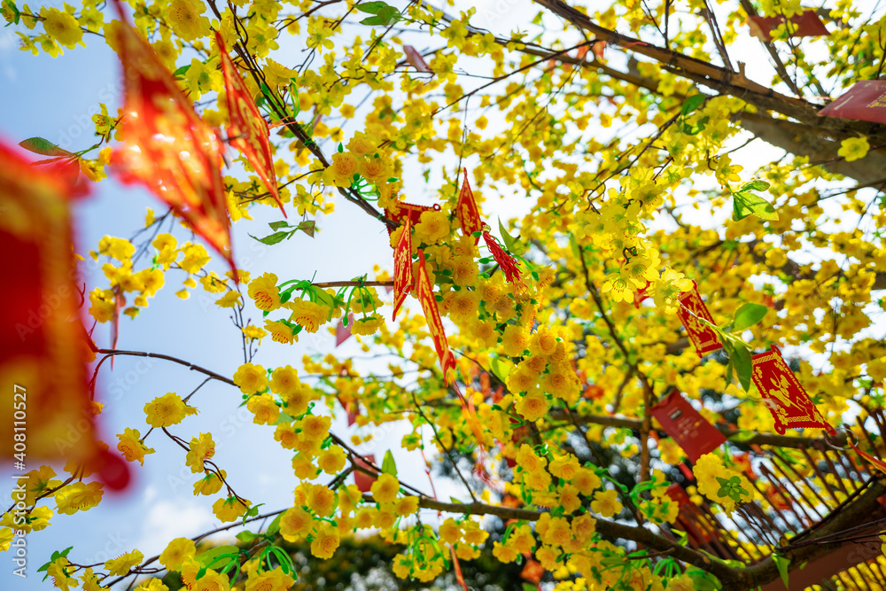 Ochna integerrima (Hoa Mai) tree with lucky money. Traditional culture ...