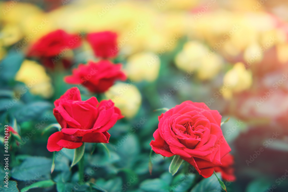 Roses first began to grow in ancient Rome, although the main purpose of ...