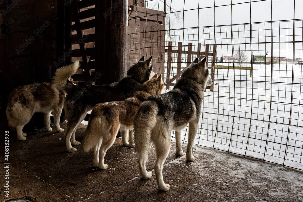 working sled dogs Husky in an aviary on vacation before working in a ...