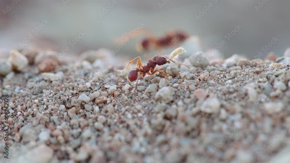 Leafcutter working ant carrying piece of food through sloping climb ...