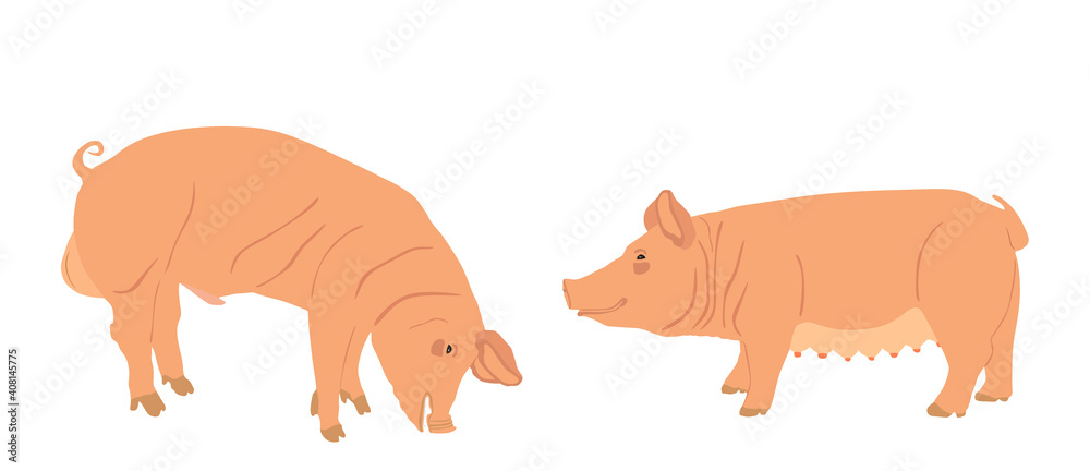 Boar and sow, male and female pig vector illustration isolated on white ...