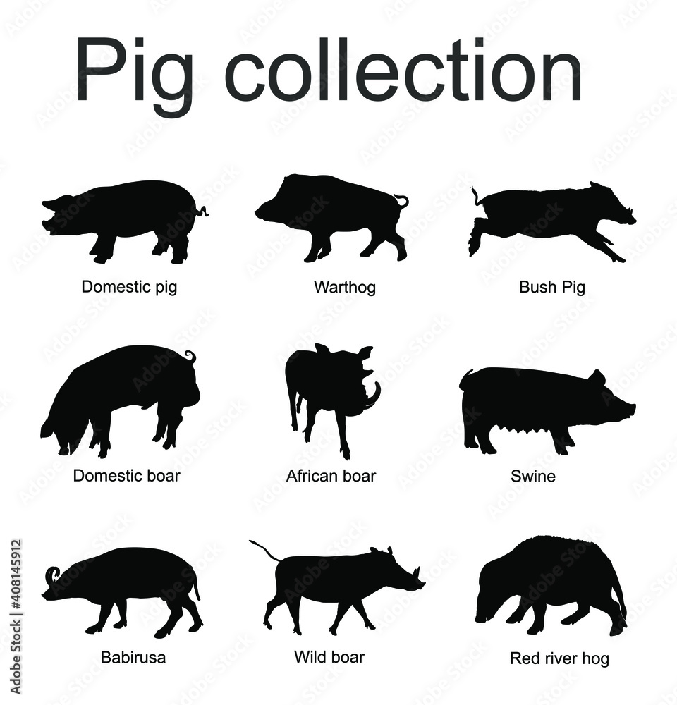 Pig collection vector silhouette isolated on white background. Boar ...