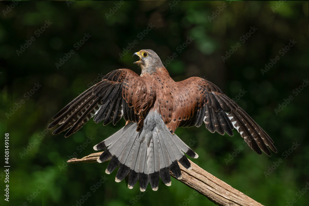 European Kestrel bird of Prey with wings stretched. Brown and red male ...