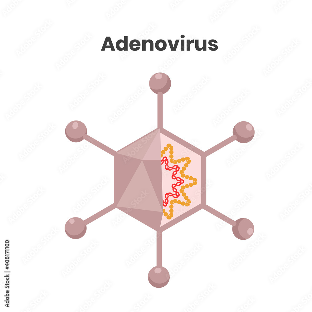 Adenovirus structure. Hexagonal DNA virus vector illustration Stock ...