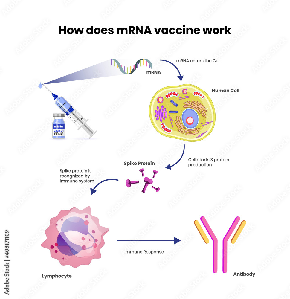 mRNA vaccine schematic illustration. Coronavirus RNA vaccine mechanism ...