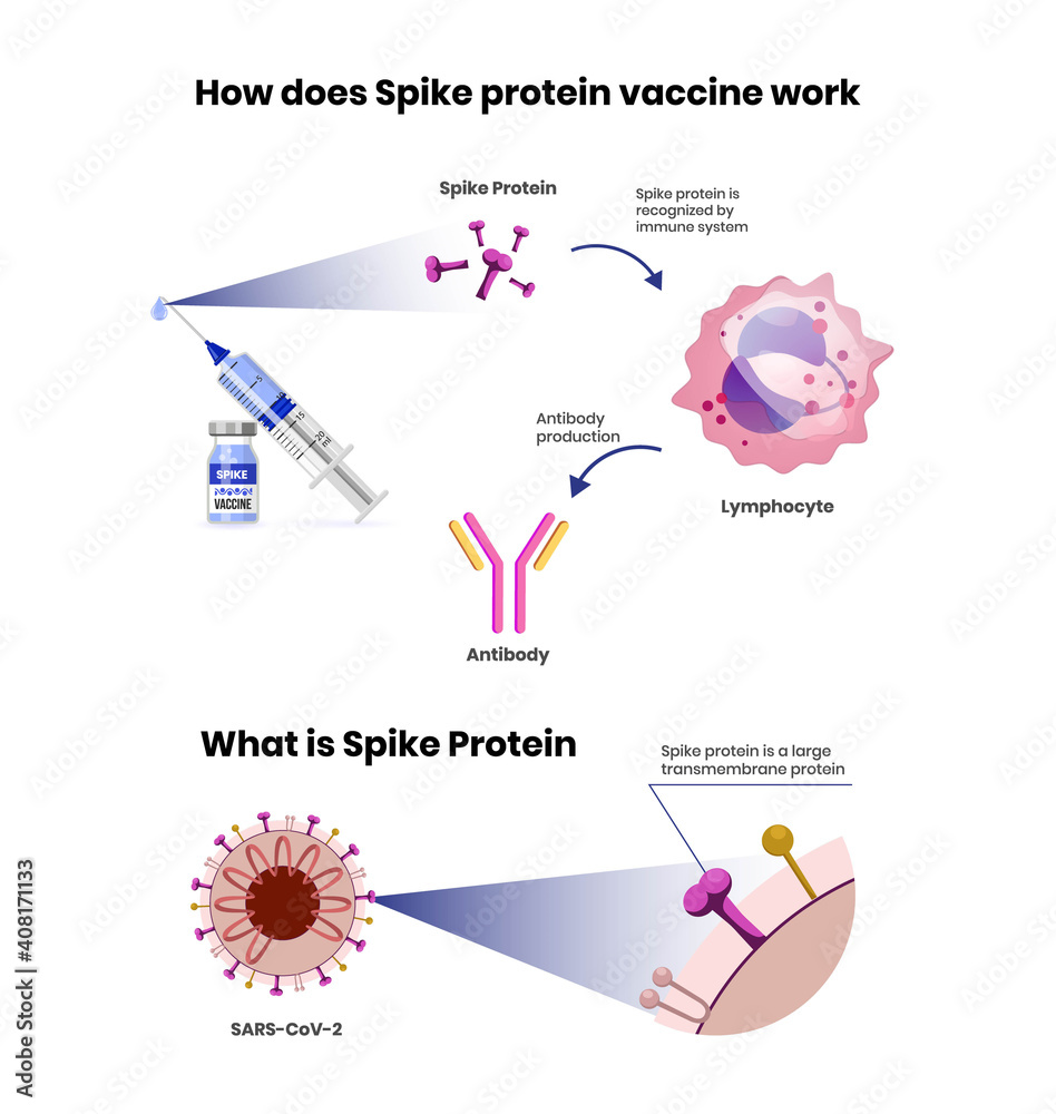 Spike protein vaccine mechanism of action. Coronavirus vaccine scheme ...