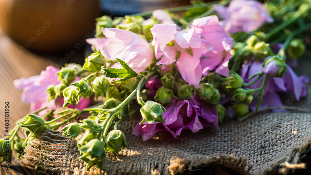 Malva alcea , greater musk-mallow, cut-leaved mallow, vervain mallow or ...