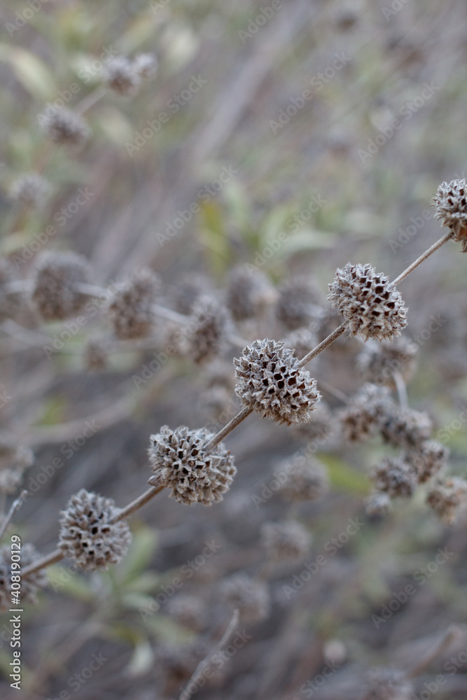Grey empty bracts previously housing dehiscent nutlet fruit of Black ...