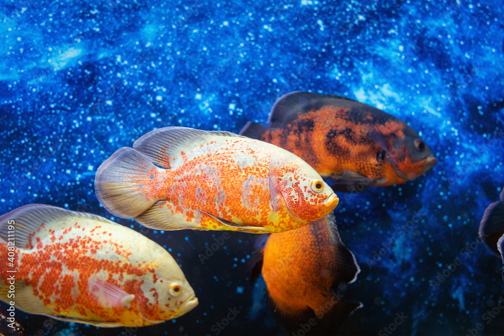Astronotus ocellatus, peacock fish or ocellatus on blue water ...