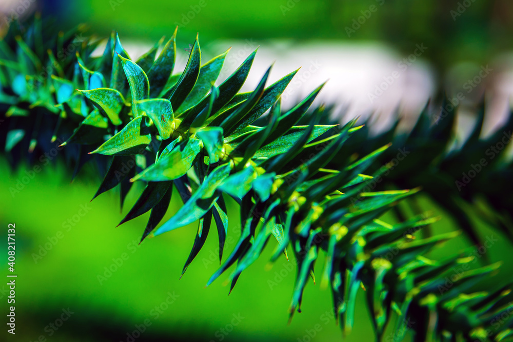 Branch of Araucaria araucana, Monkey puzzle tree, Monkey tail tree, or ...