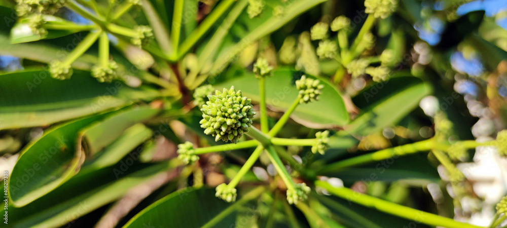 Yong flower buds of Devil tree (Alstonia scholaris) with blurred green ...