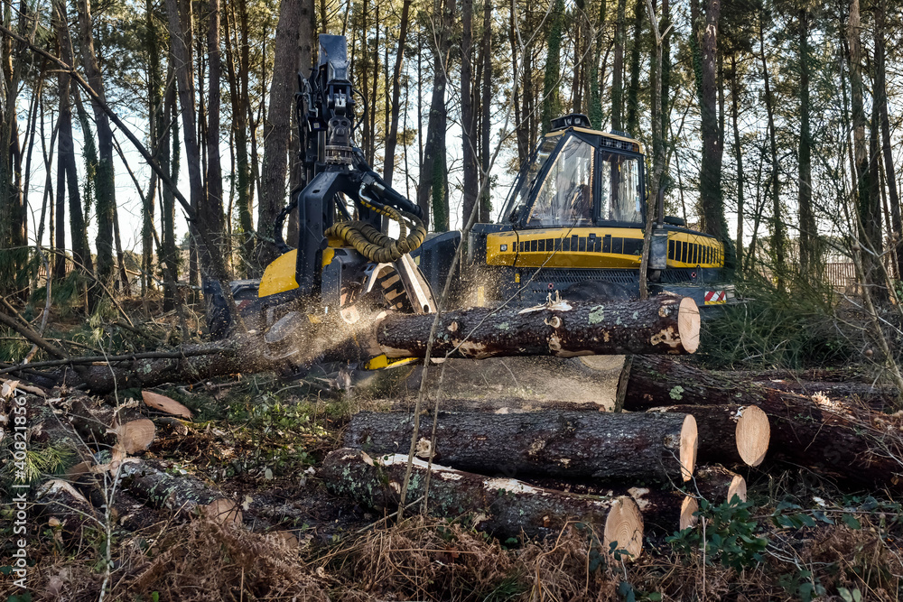 machine for cutting tree trunks used in the forestry industry Stock ...