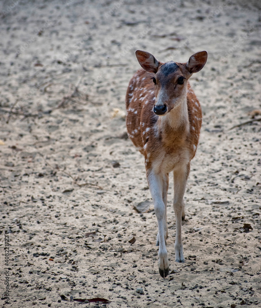 Foto de The chital also known as spotted deer, chital deer, and axis ...