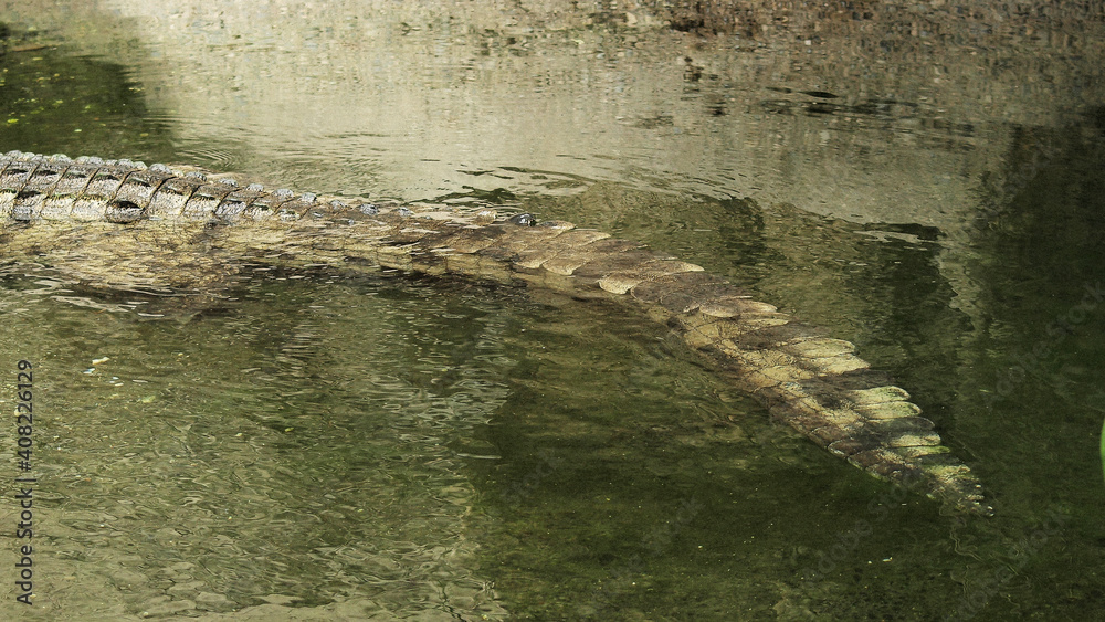 Longue queue puissante, écailleuse, olive-brun et noir d'un Crocodile ...