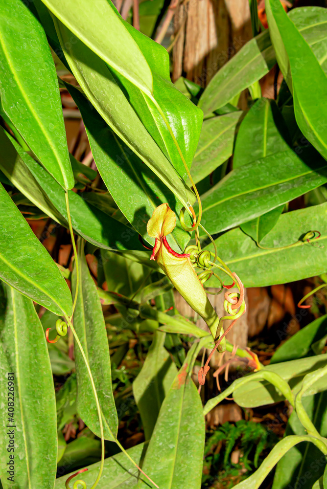 Nepenthes are plants that can catch insects. Stock Photo | Adobe Stock