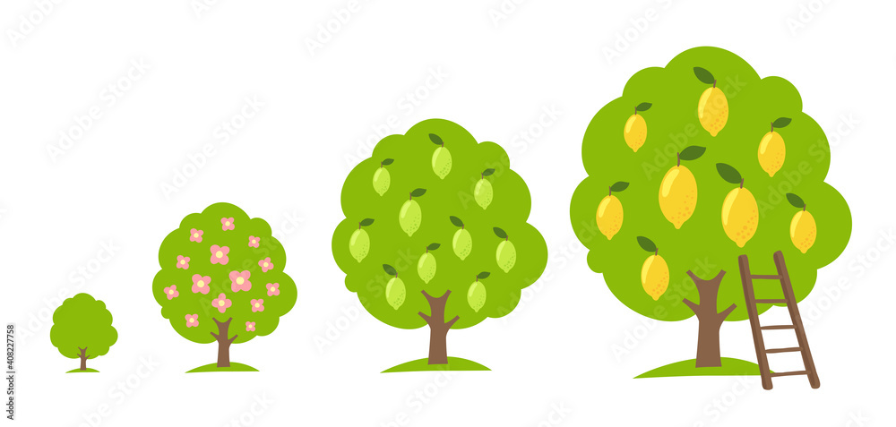 Set of Lemon fruit tree growing process. Orchard garden harvest ...