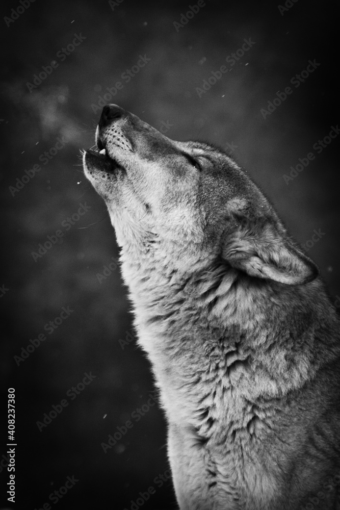 Wolf Growling Profile