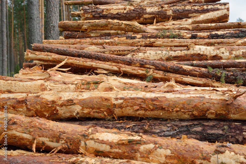 Freshly made firewood in the evergreen forest, pine tree logs close-up ...