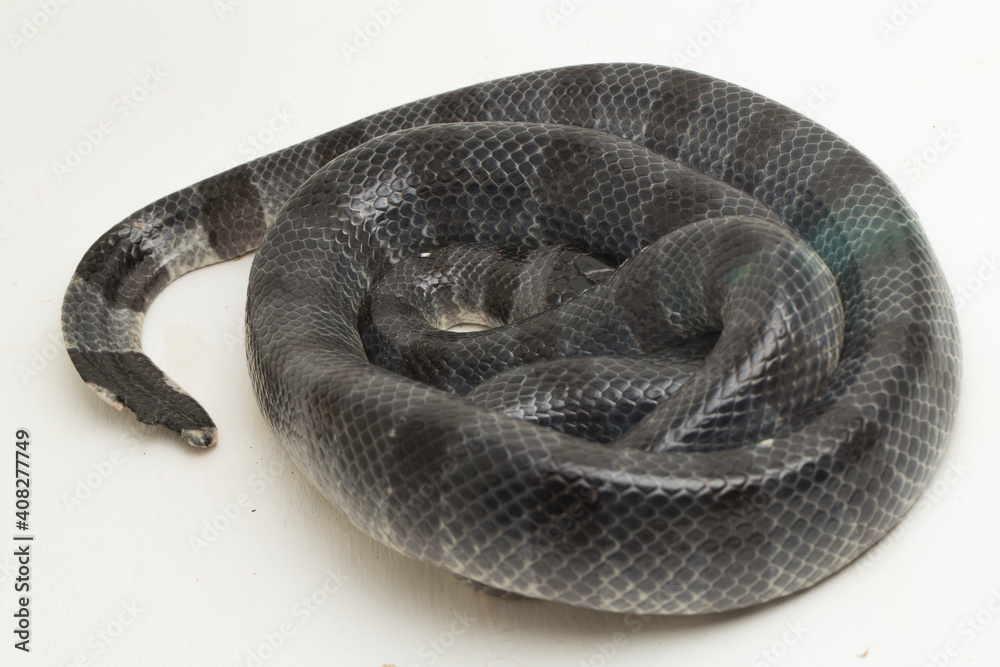 The yellow-lipped sea krait (Laticauda colubrina), banded sea krait, or ...