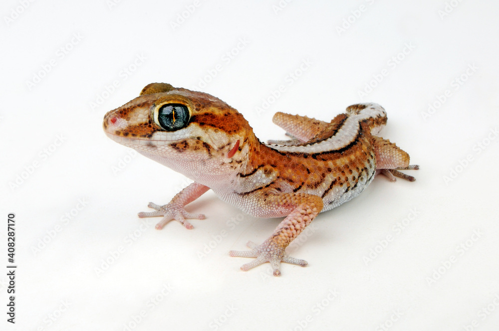 Ocelot gecko // Madagaskar Grosskopfgecko (Paroedura picta) Stock Photo ...
