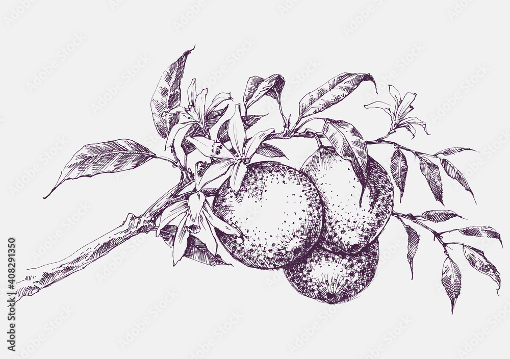 Orange tree branch in bloom, orange fruits and flowers vector hand ...