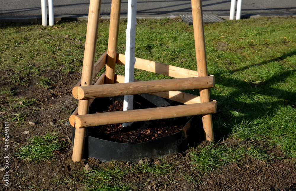 newly planted trees and flower beds on the street. green plastic circle ...