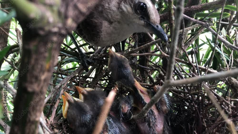 Hungry Hatchling Of Chalk-browed Mockingbird Looking And Waiting For ...