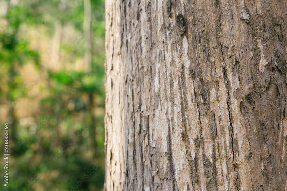 Teak Tree in Thailand precious hardwoods one of the last major areas of ...