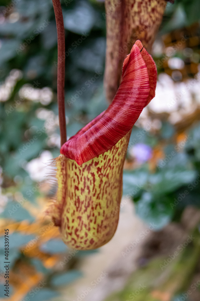 Plante carnivore à Cameron Highlands, Malaisie Stock Photo | Adobe Stock