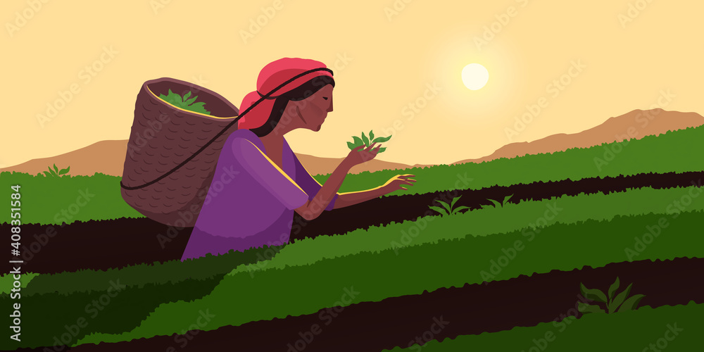 Tea plantation. A woman collects a tea leaf. Vector illustration. Stock ...