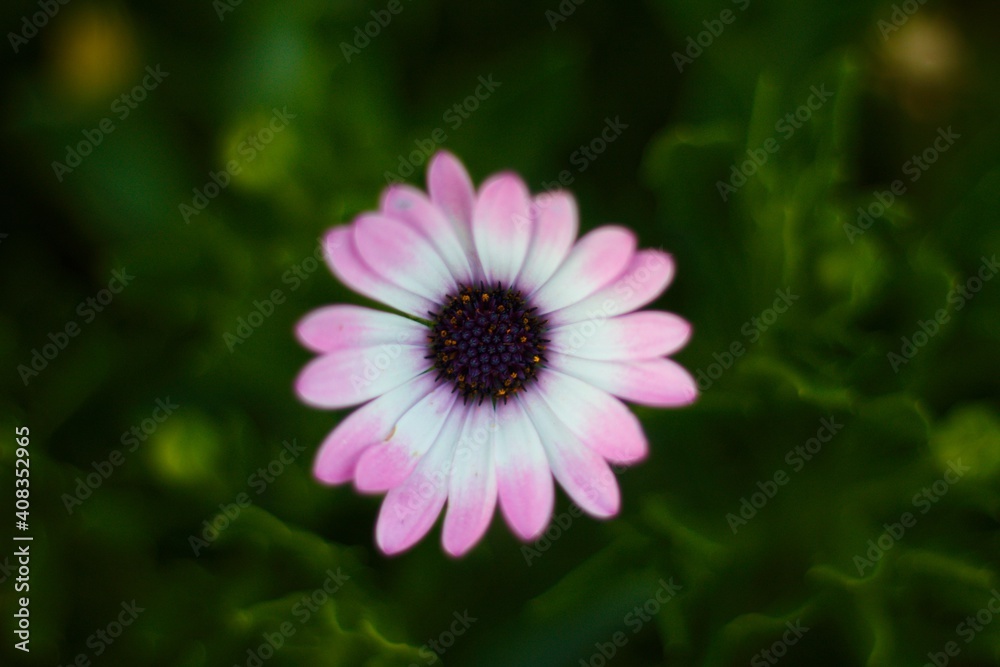 Dimorphoteca ecklonis flower, commonly known as Dimorfoteca, Matacabra ...